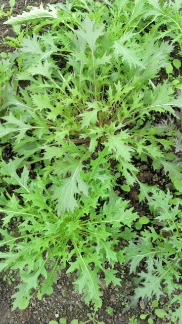 LECHUGAS GOURMET: octubre 2013