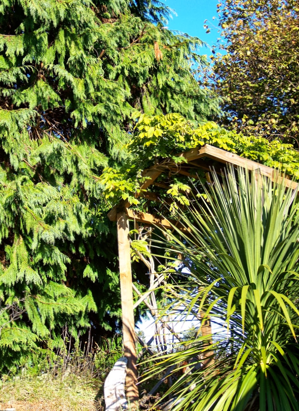 INFORMIORIUM: October 21 2013 morning light on pampas grass and ...