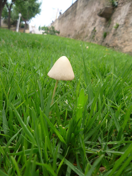 Conocybe | Project Noah
