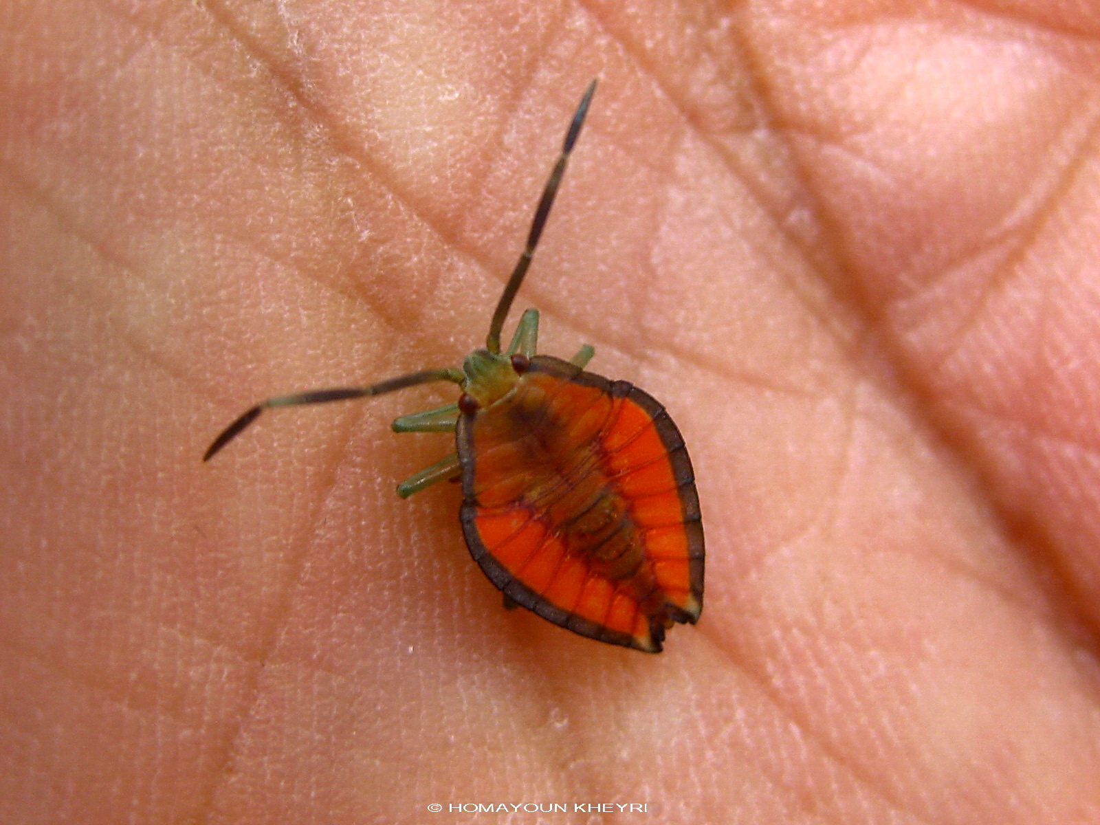 LIFE: Brisbane, Lychee Stink Bug; Lyramorpha rosea