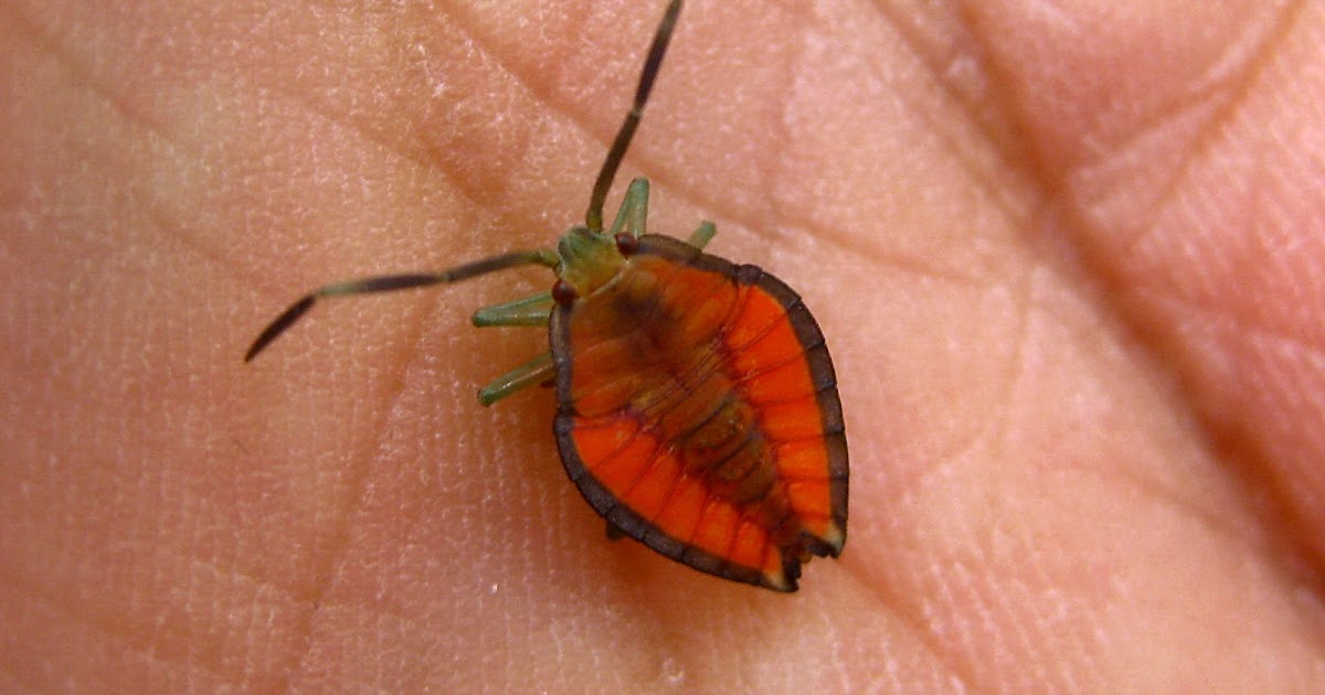 LIFE: Brisbane, Lychee Stink Bug; Lyramorpha rosea