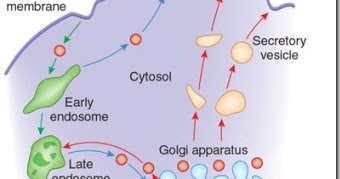 15 Functions of Golgi Complex or Golgi bodies ~ Biology Exams 4 U