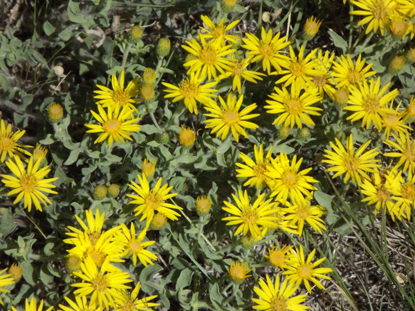 Dwarf Golden Aster | Project Noah
