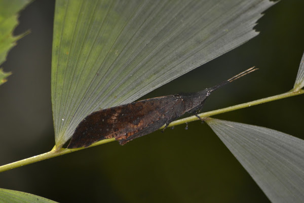 Leaf Grasshopper | Project Noah