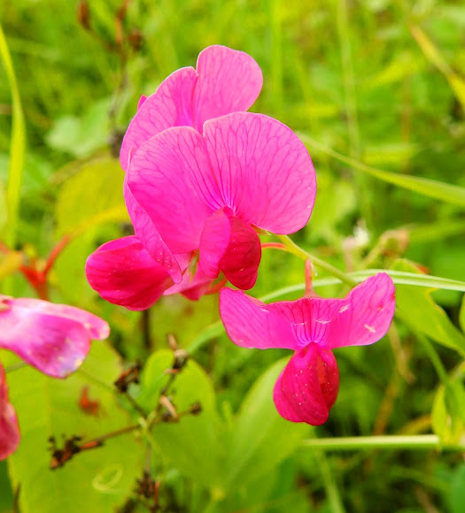 Grass vetchling | Project Noah