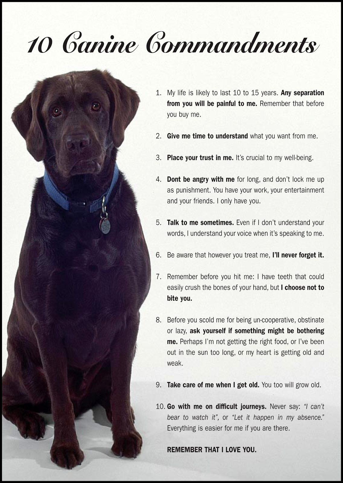 Top Dog Blog!: 10 Canine Commandments