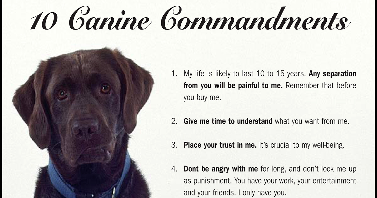 Top Dog Blog!: 10 Canine Commandments