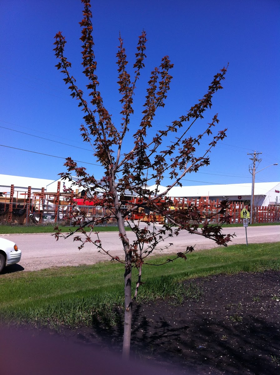 Red Maple | Project Noah