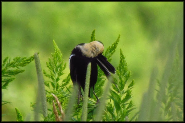 Bobolink | Project Noah