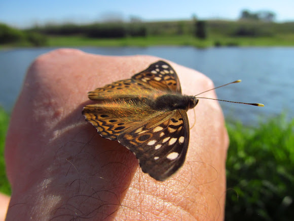Hackberry Emperor | Project Noah