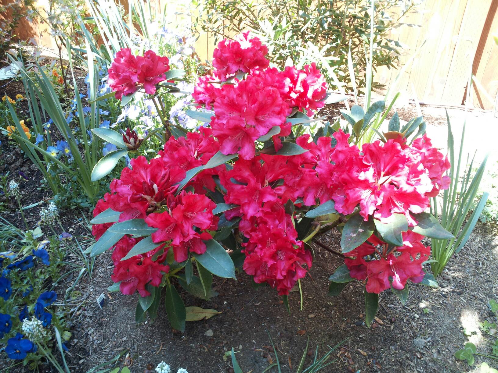 Redmond Garden: Rhodies
