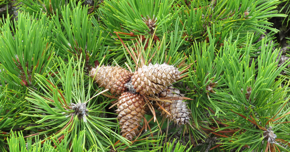 Anne's Creative Cornucopia: Pine Trees - Photographs