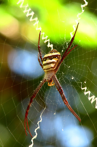 Signature Spider | Project Noah