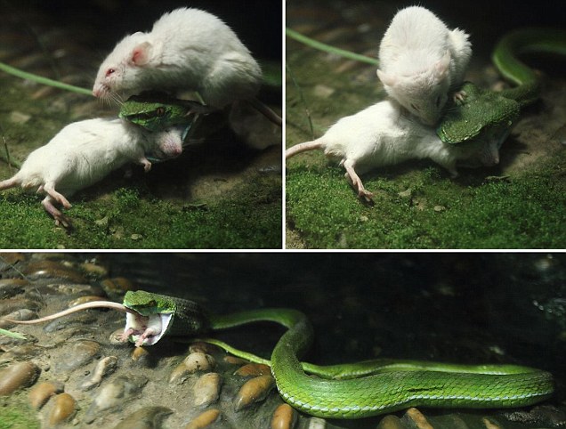 The moment a brave mouse tried to rescue his friend from the jaws of a ...