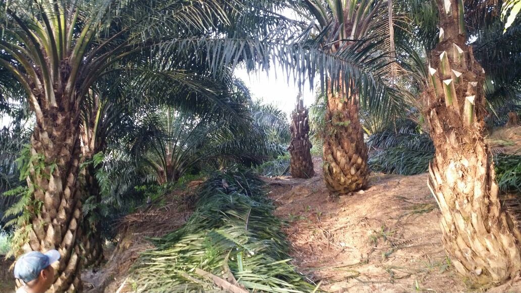 Segar Minda: Mencantas pelepah