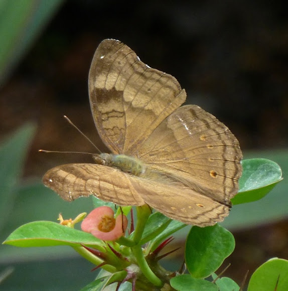 Chocolate Pansy | Project Noah