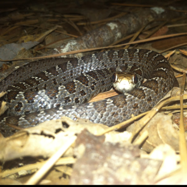 Northern Black Racer (juvenile) | Project Noah