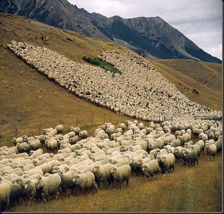 It's good to mock: The day the sheep herd about the iPhone 5