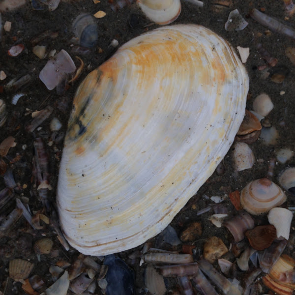 Sand gaper | Project Noah