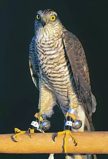 Atmaca Yakalama Ve Besleme | Kuşlar Hakkında Herşey