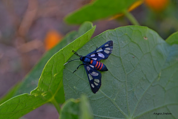 Heady Maiden Moth | Project Noah