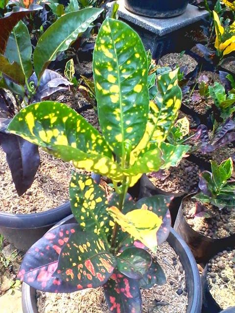 Koleksi Terkini 17+ Harga Tanaman Puring Apel