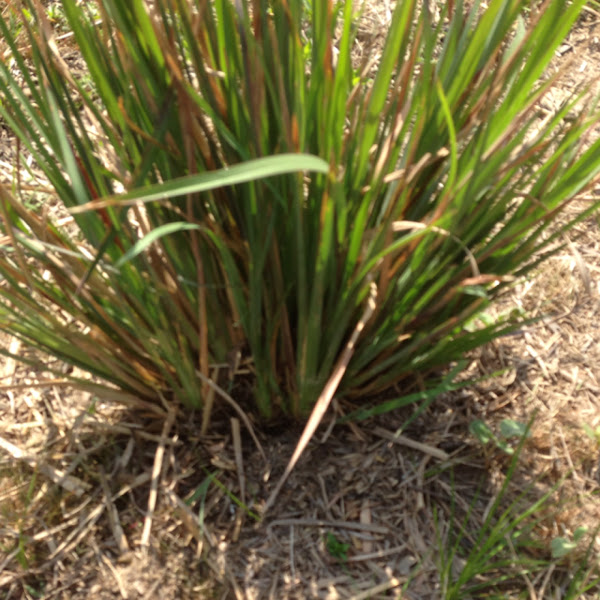 Deep rooted sedge | Project Noah