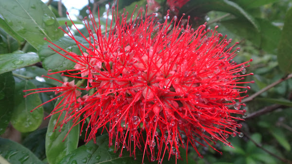 Red Powder Puff | Project Noah