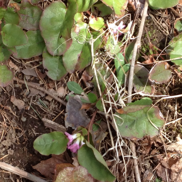 Mayflower, Trailing Arbutus | Project Noah