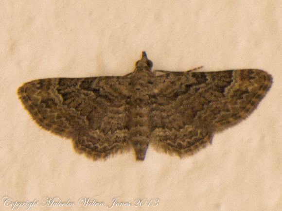 Double-striped Pug Moth | Project Noah