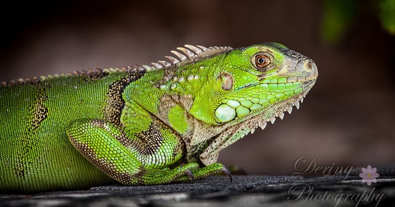 Love, Joy and Peas: Wildlife in Aruba: Photos By Guest Photographer ...