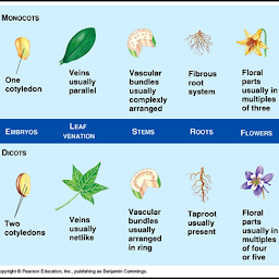 Weblog Vanilla in Madagascar
