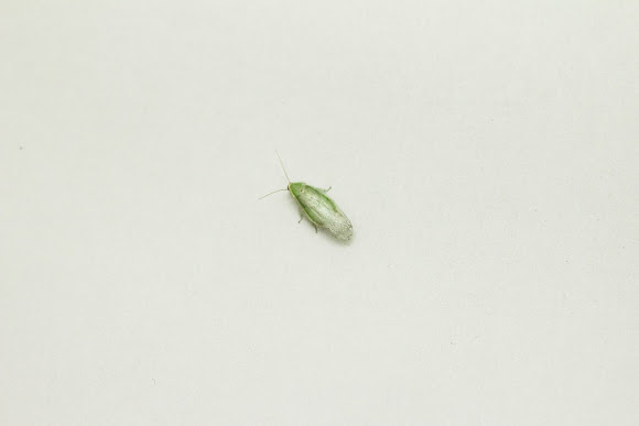 Cuban cockroach | Project Noah