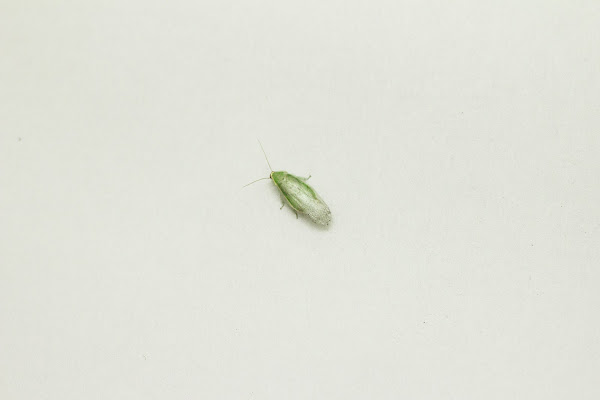 Cuban cockroach | Project Noah