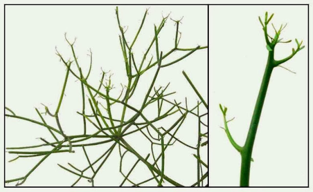 Education: Nawa handi / kiri handi amazing fracture healing herbs