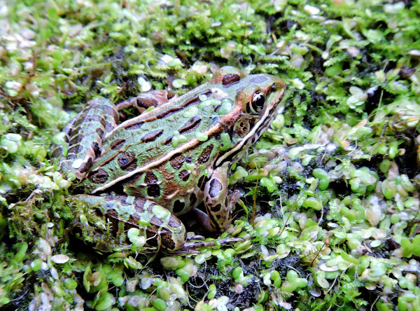 Northern Leopard Frog | Project Noah