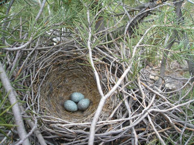 Field Notes: Pinyon Jay Monitoring Update