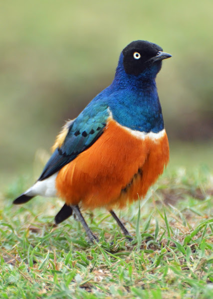 Superb Starling | Project Noah
