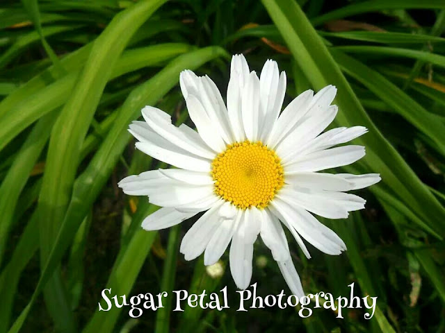Sugar Petal Photography: A simple daisy