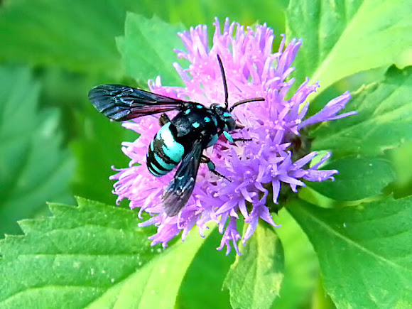 neon cuckoo bee | Project Noah