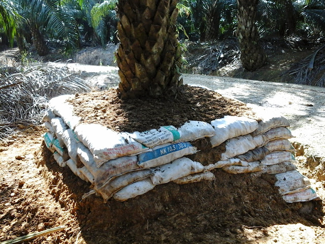 Segar Minda: Soil Mounding Pokok serangan Ganoderma