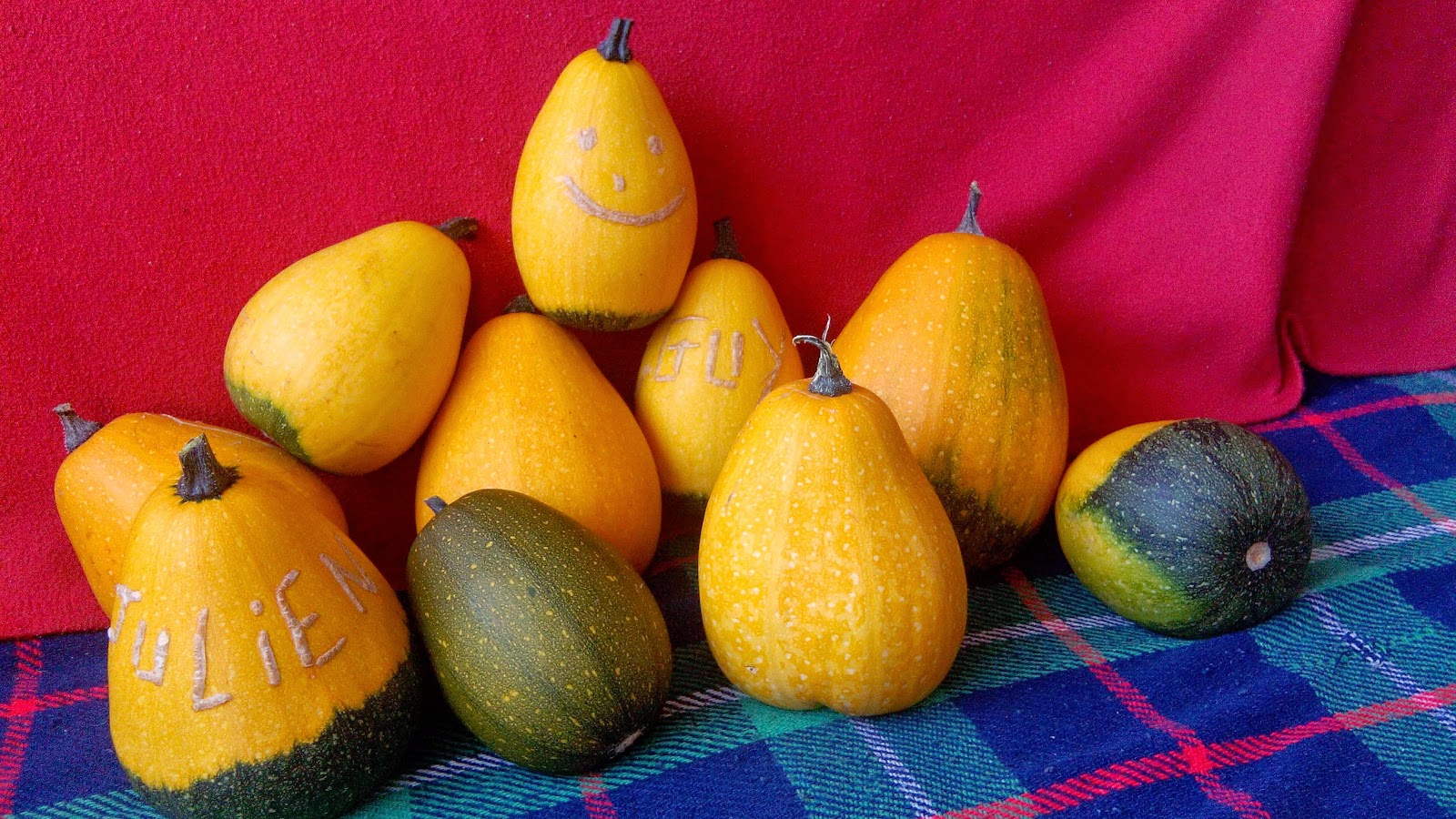 Mon petit jardin: Gros coloquinte