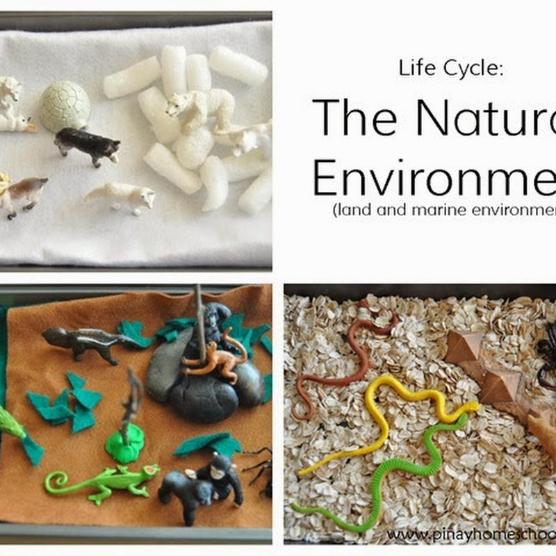 Life Cycle: Natural Environment I | The Pinay Homeschooler