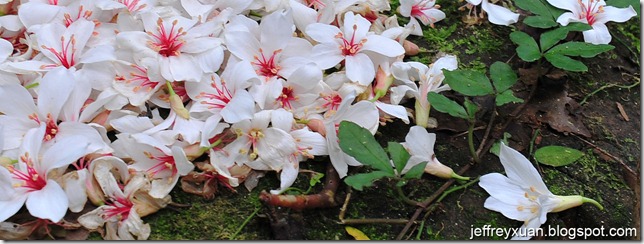 [Hsinchu Luliaokeng, Taiwan] “Tung flower” blossom ~ Jeffrey's Life log