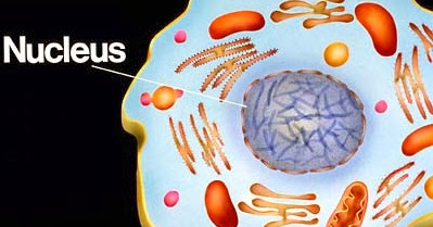 8 Major Functions of Nucleus ~ Biology Exams 4 U