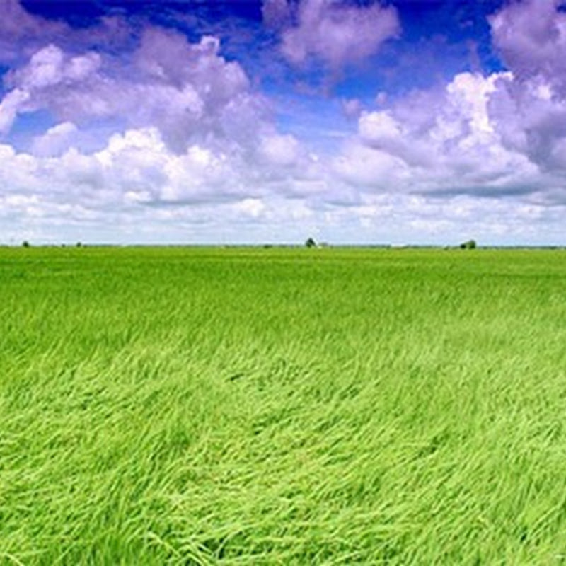 Contoh Ayat Peribahasa Tanam Padi Lalang Yang Tumbuh - JadenewaLamb