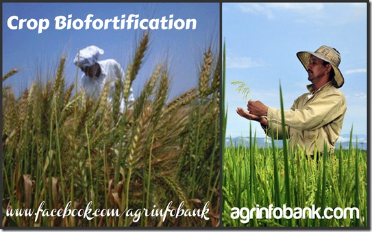 Crop biofortification | Agriculture Information Bank