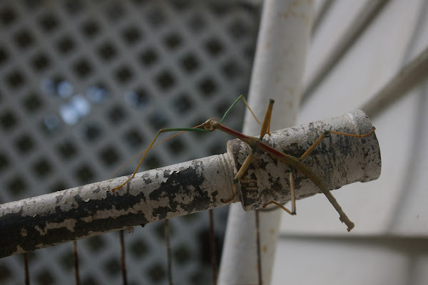 Giant Walking Stick | Project Noah