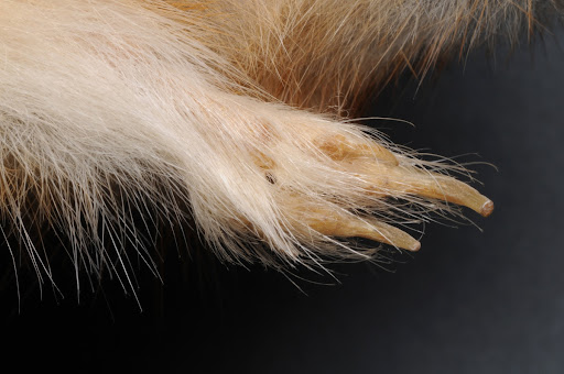 Northern Collared Lemming Claw — Google Arts & Culture