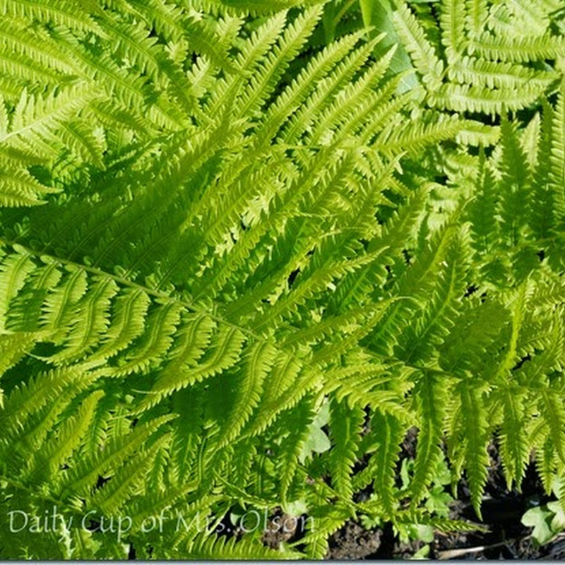 Where the Green Fern Grows. . . - Have a Daily Cup of Mrs. Olson